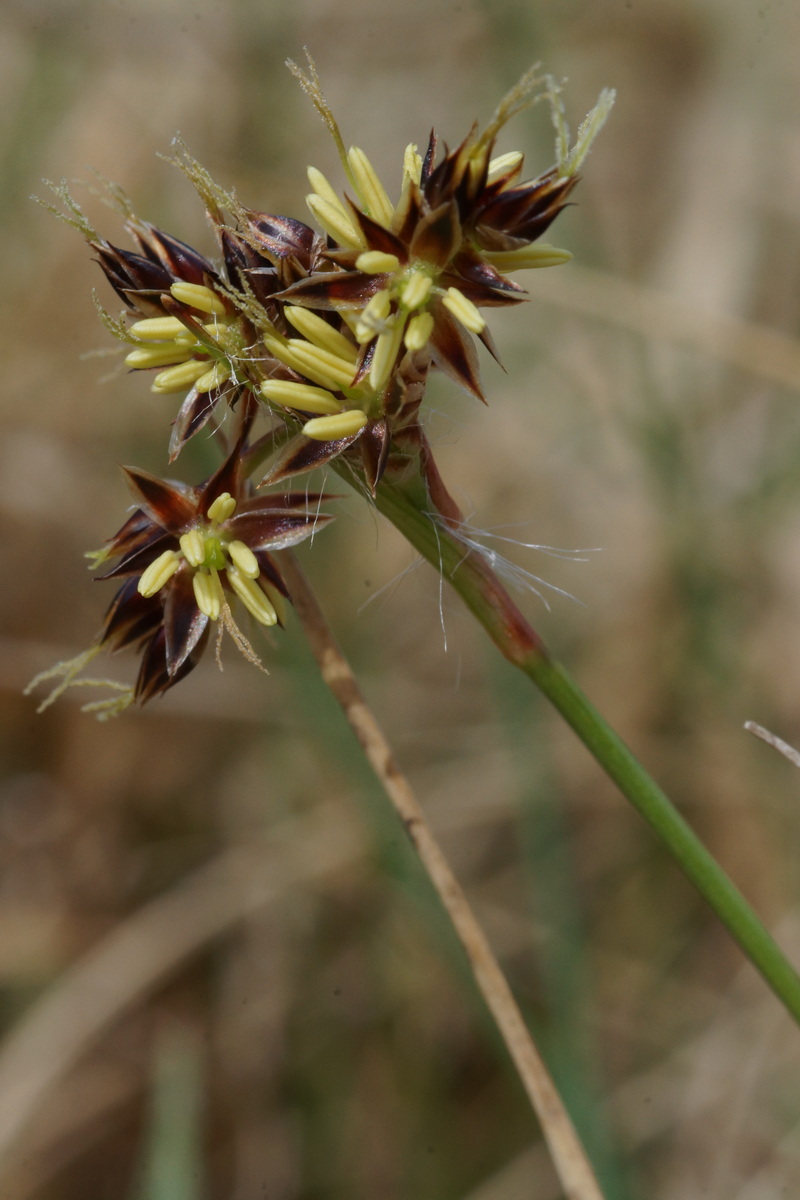 Art | Naturportal Südwest