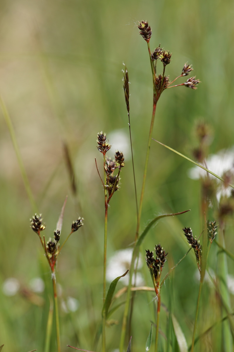 Art | Naturportal Südwest