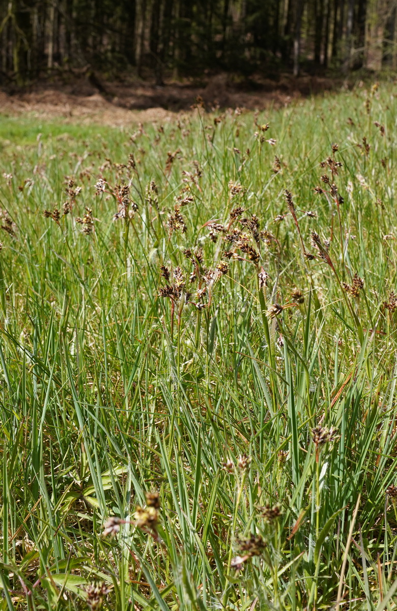 Art | Naturportal Südwest