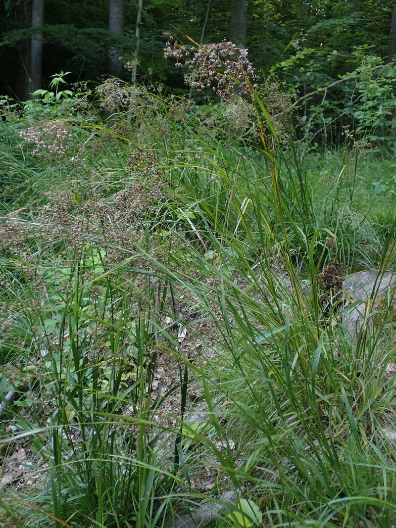 Art | Naturportal Südwest