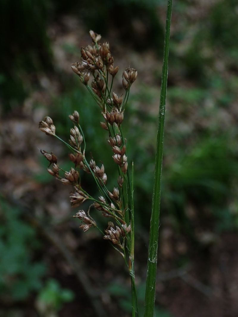 Art | Naturportal Südwest