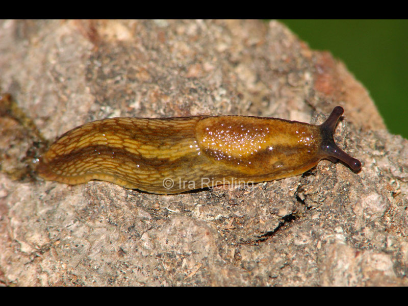 Art | Naturportal Südwest