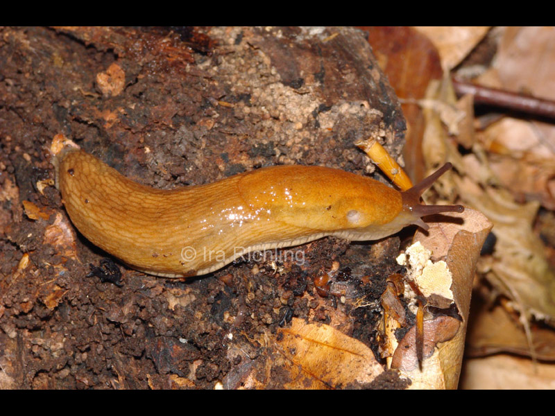 Art | Naturportal Südwest