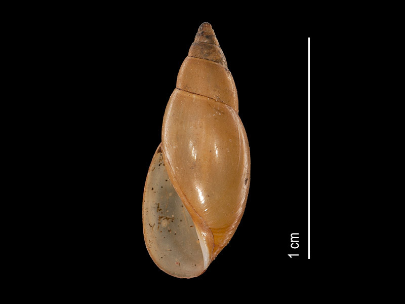 Art | Naturportal Südwest