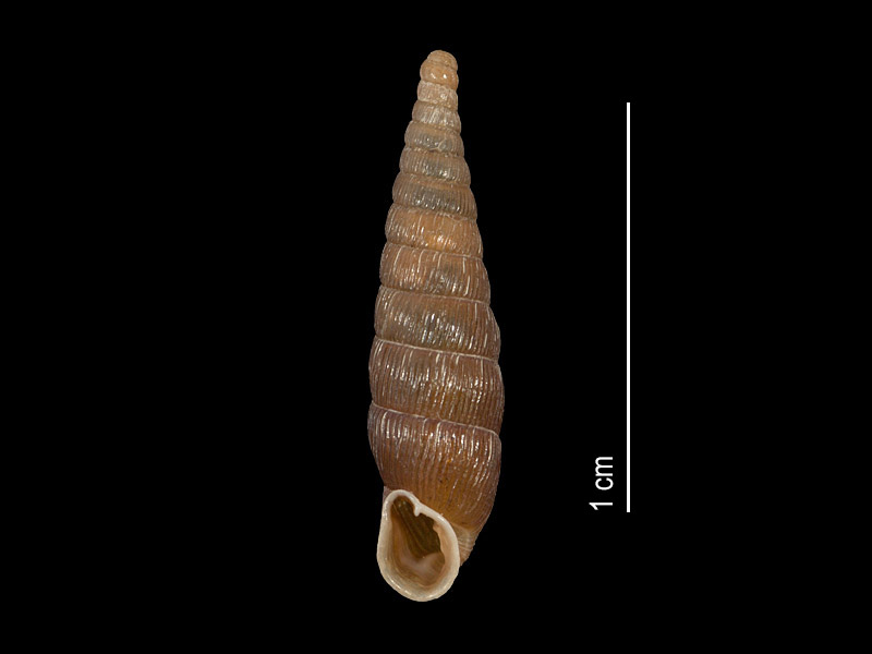 Art | Naturportal Südwest