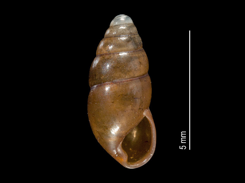 Art | Naturportal Südwest