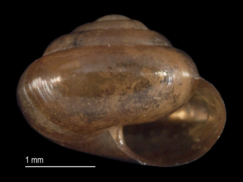 Art | Naturportal Südwest