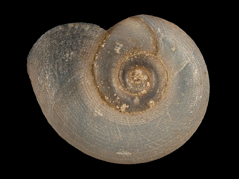 Art | Naturportal Südwest