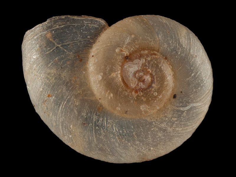 Art | Naturportal Südwest