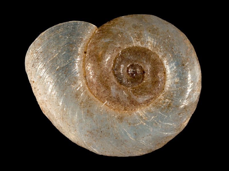 Art | Naturportal Südwest