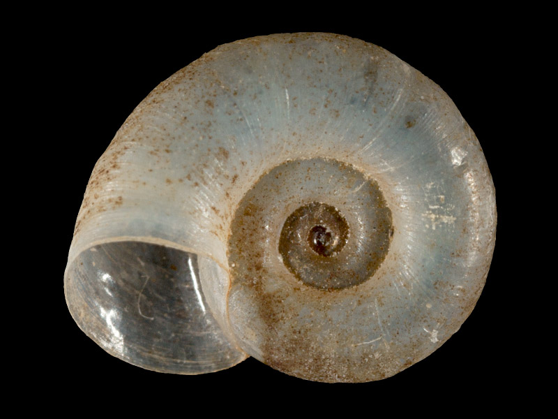 Art | Naturportal Südwest