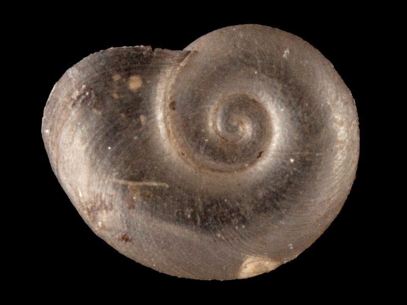 Art | Naturportal Südwest