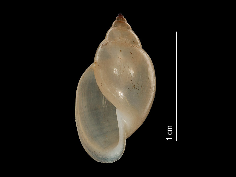 Art | Naturportal Südwest