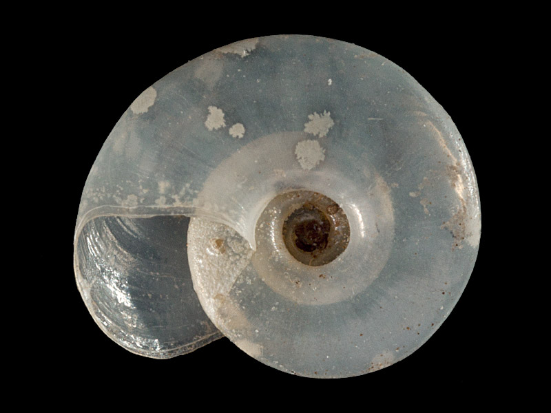 Art | Naturportal Südwest