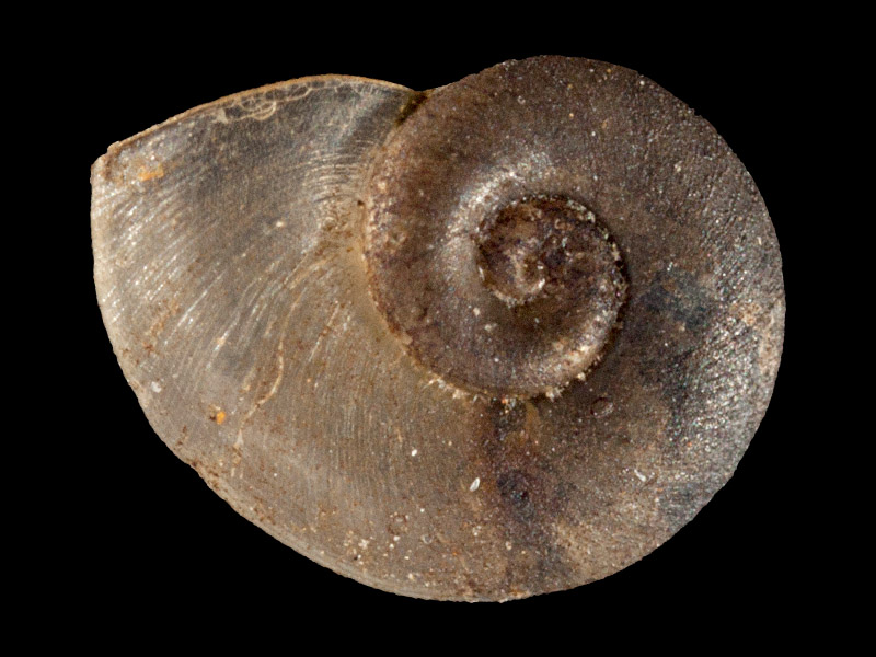 Art | Naturportal Südwest