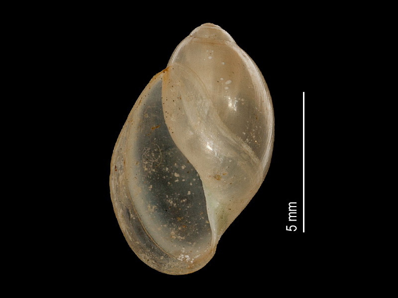 Art | Naturportal Südwest