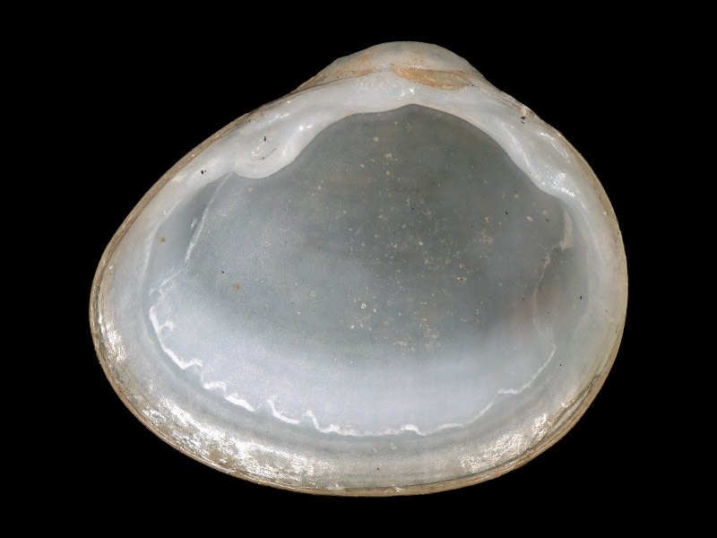 Art | Naturportal Südwest