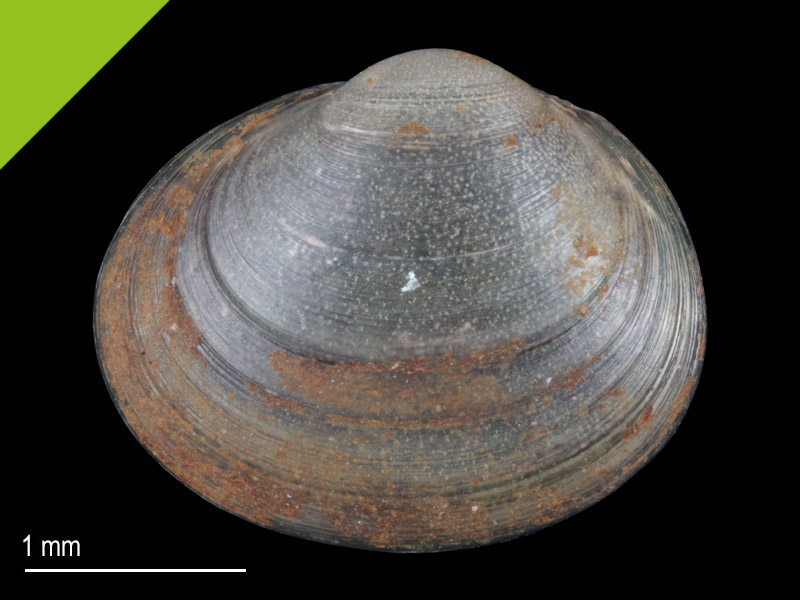 Art | Naturportal Südwest