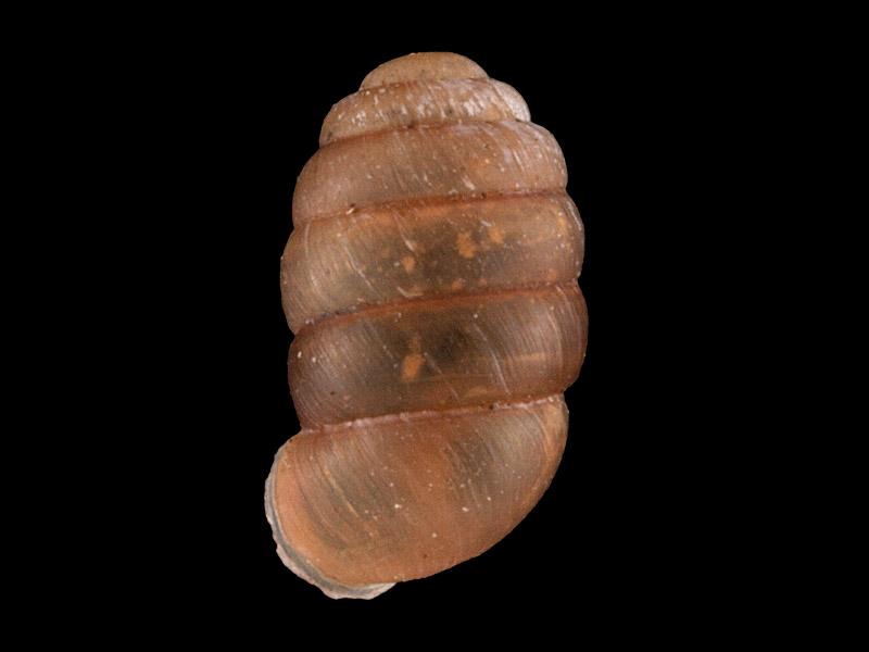 Art | Naturportal Südwest