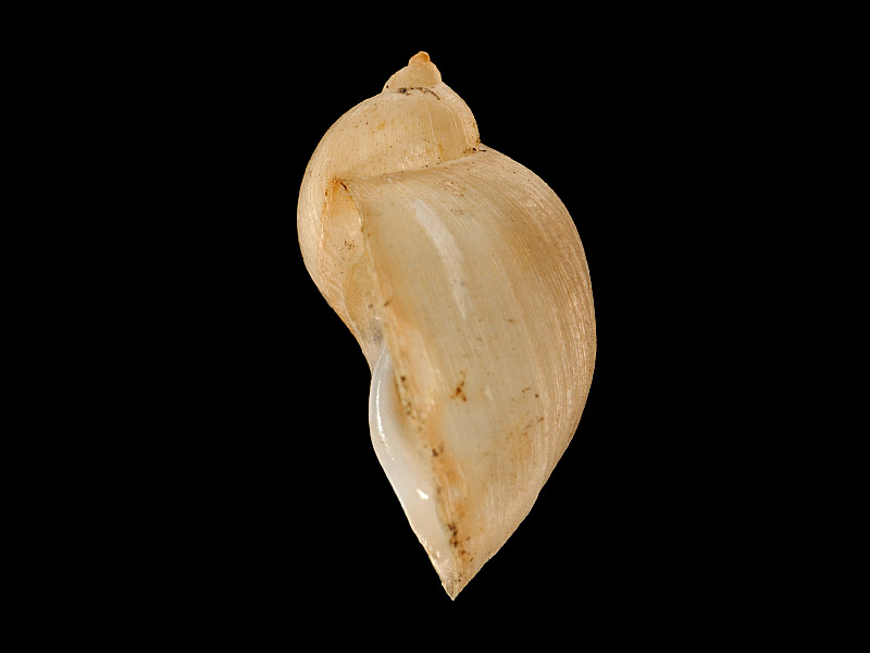 Art | Naturportal Südwest