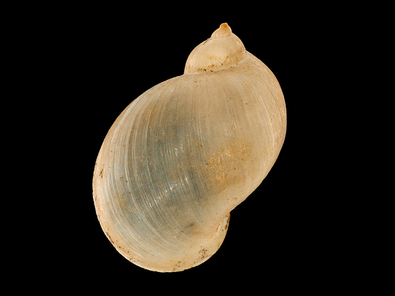 Art | Naturportal Südwest