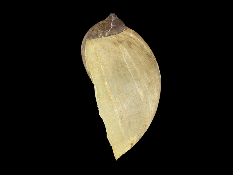 Art | Naturportal Südwest