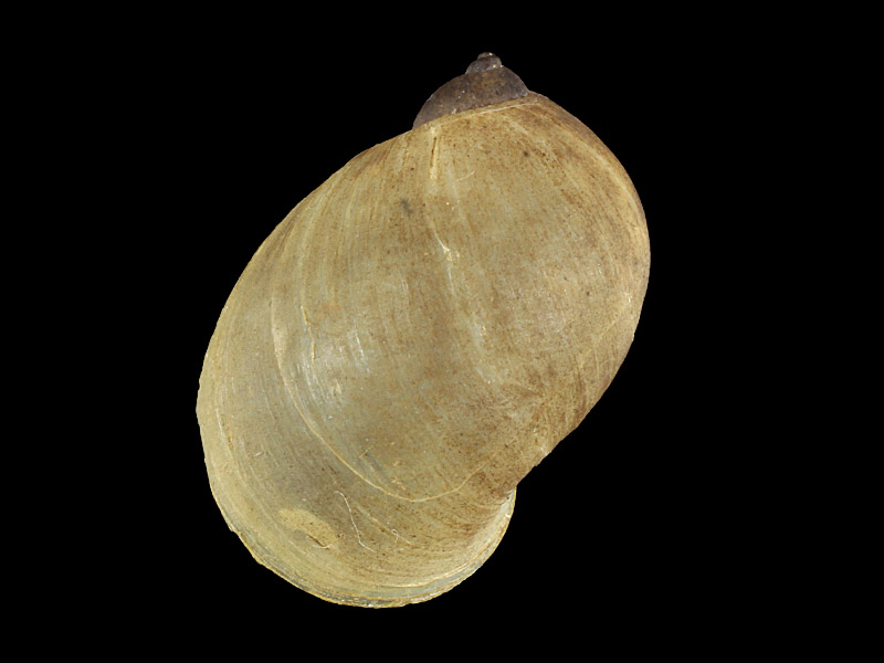 Art | Naturportal Südwest