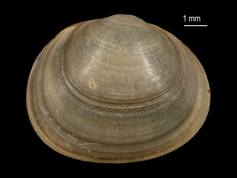 Art | Naturportal Südwest