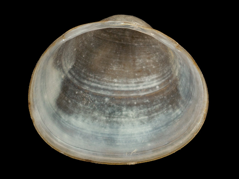 Art | Naturportal Südwest