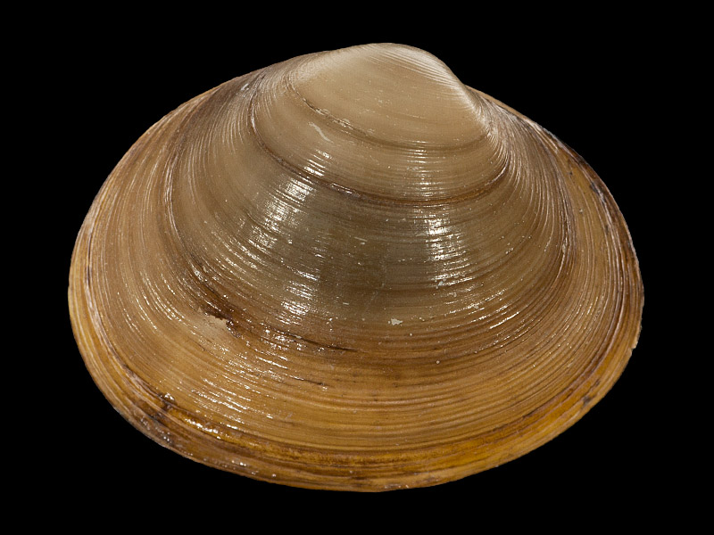 Art | Naturportal Südwest