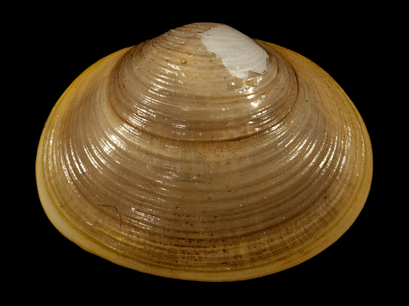 Art | Naturportal Südwest