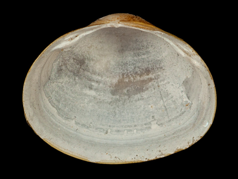 Art | Naturportal Südwest