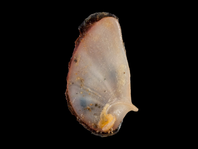 Art | Naturportal Südwest