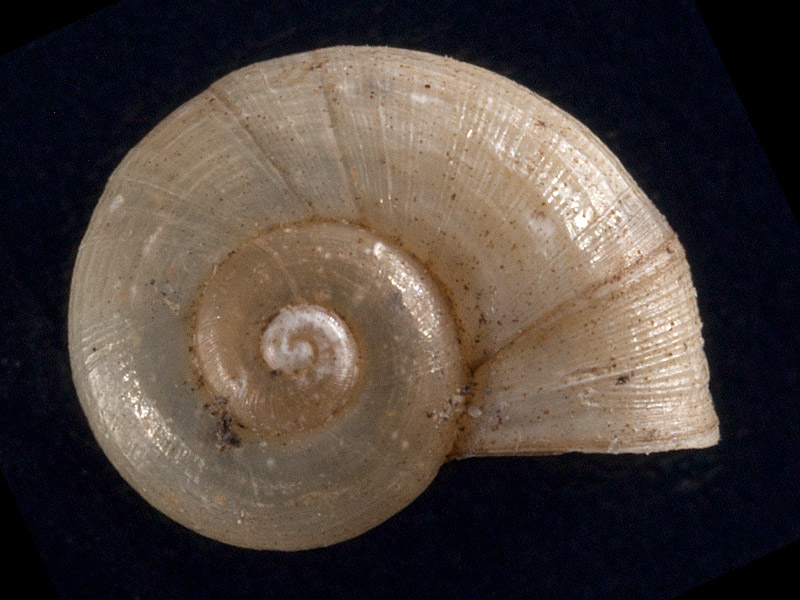 Art | Naturportal Südwest