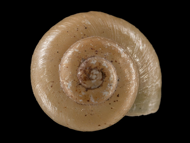 Art | Naturportal Südwest