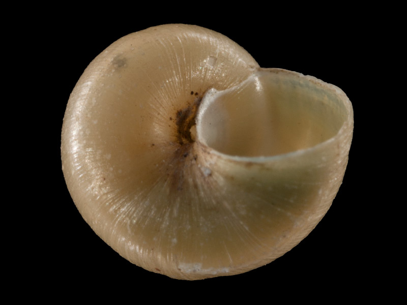 Art | Naturportal Südwest