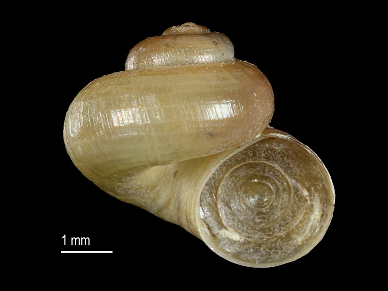 Art | Naturportal Südwest