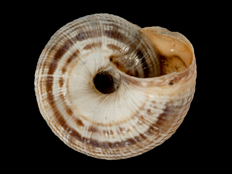 Art | Naturportal Südwest