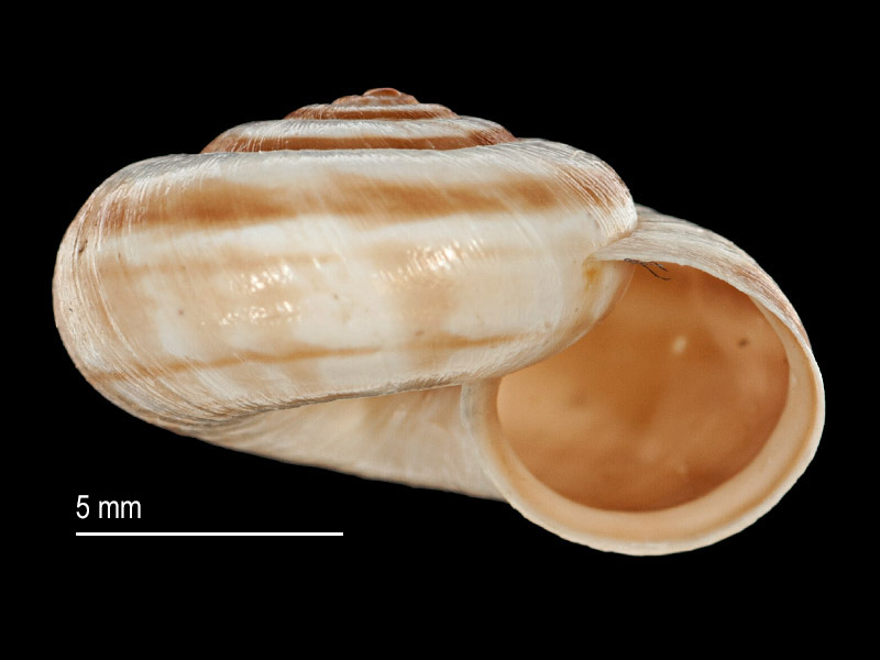 Art | Naturportal Südwest