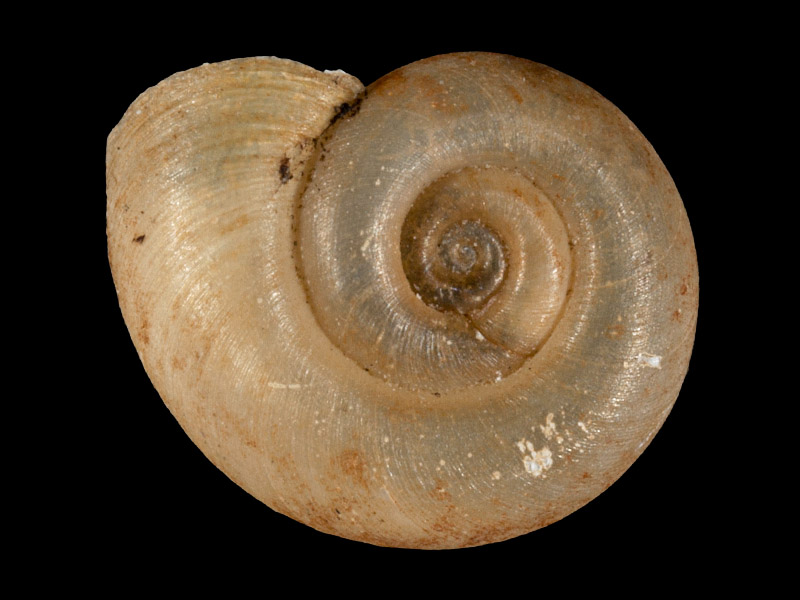 Art | Naturportal Südwest