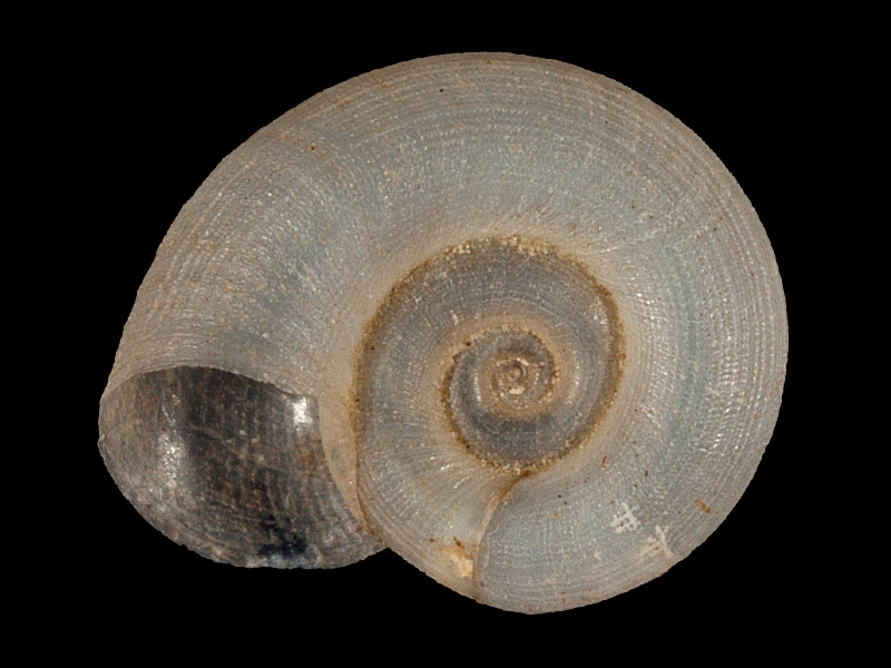 Art | Naturportal Südwest