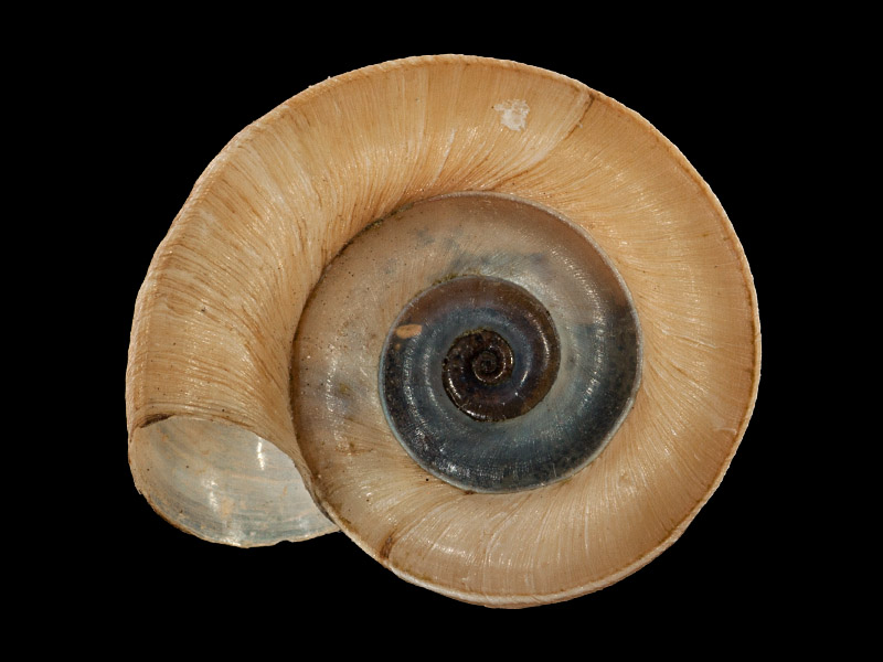 Art | Naturportal Südwest