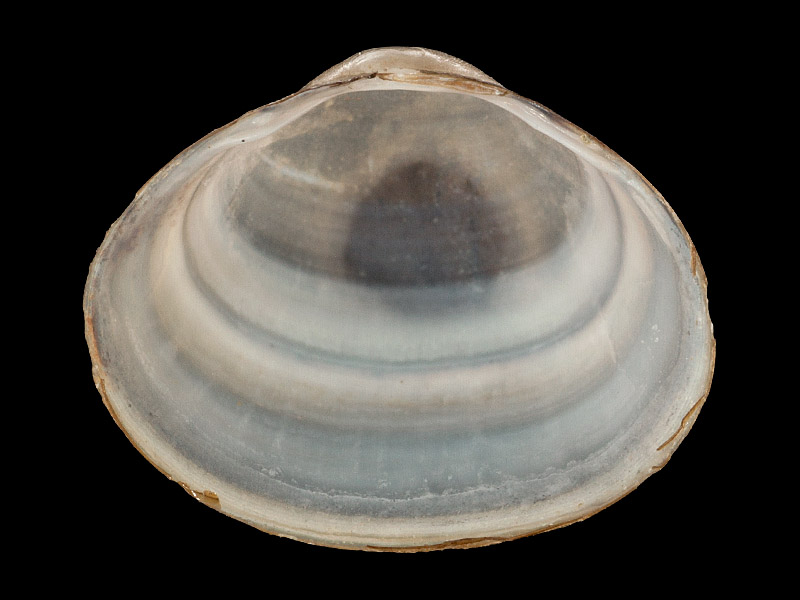 Art | Naturportal Südwest