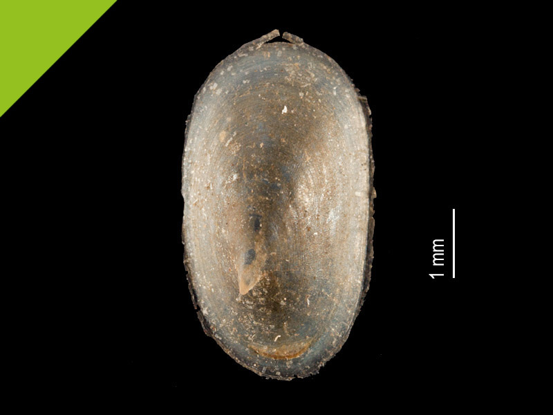 Art | Naturportal Südwest