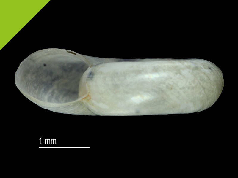 Art | Naturportal Südwest