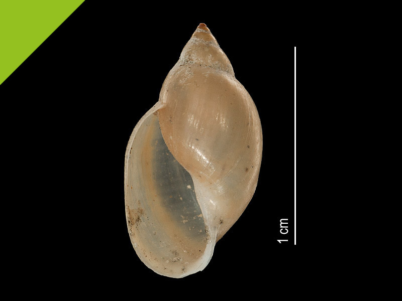 Art | Naturportal Südwest