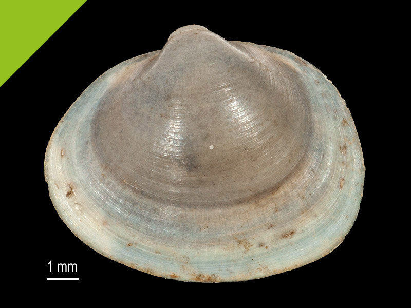 Art | Naturportal Südwest