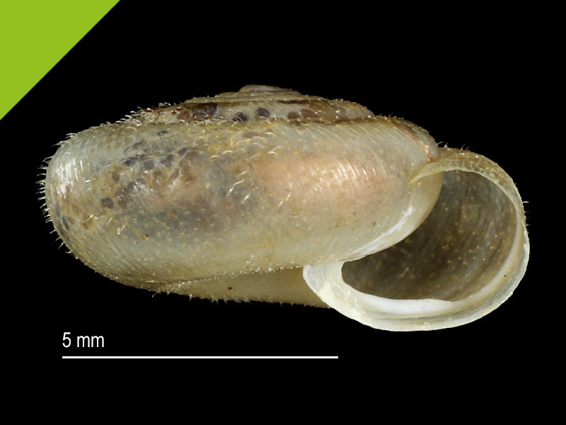 Art | Naturportal Südwest