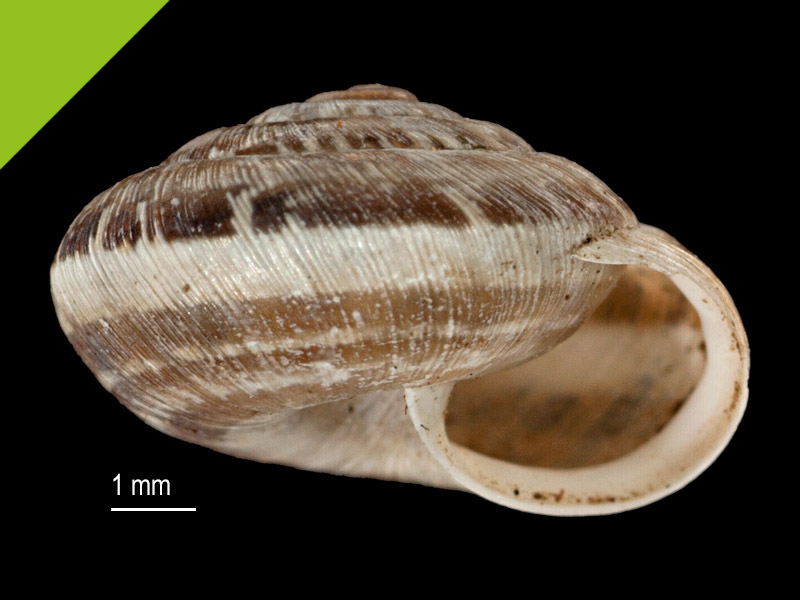 Art | Naturportal Südwest