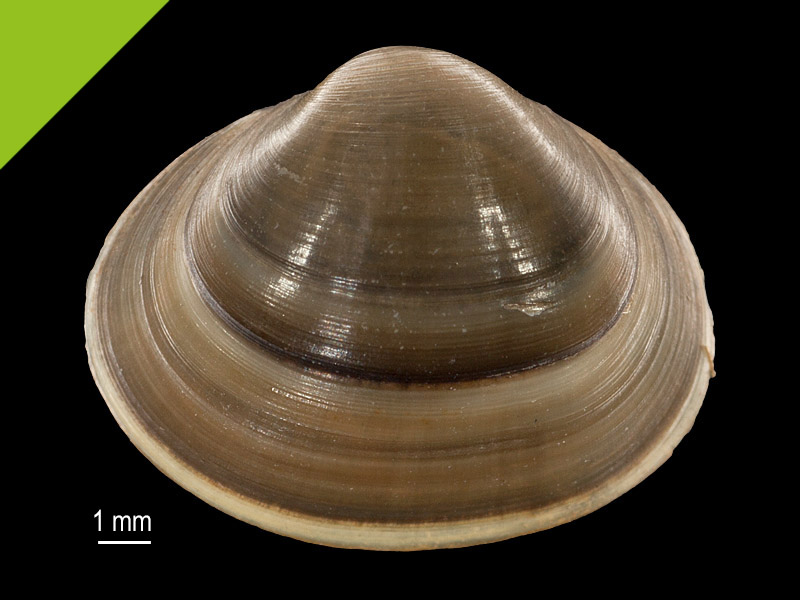 Art | Naturportal Südwest